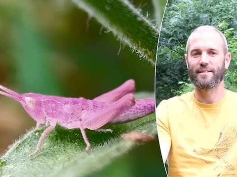 Roze sprinkhaan duikt opnieuw op in zelfde tuin in Mechelen: “Dit is ...