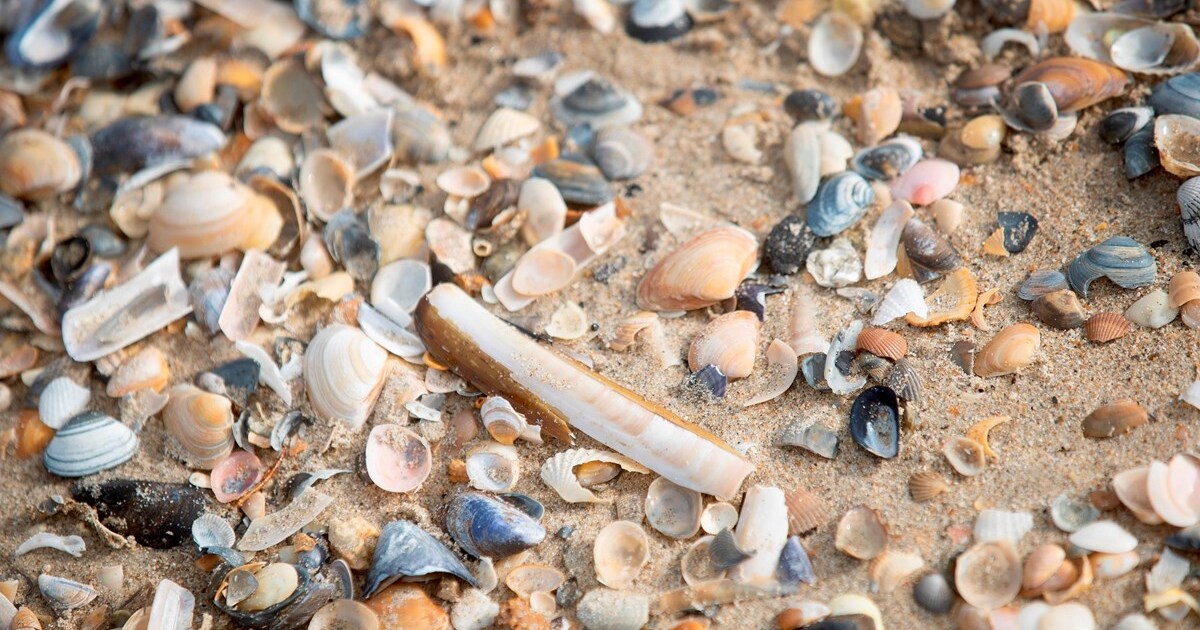 Kom op 22 maart mee schelpen tellen op het strand van Zeebrugge ...