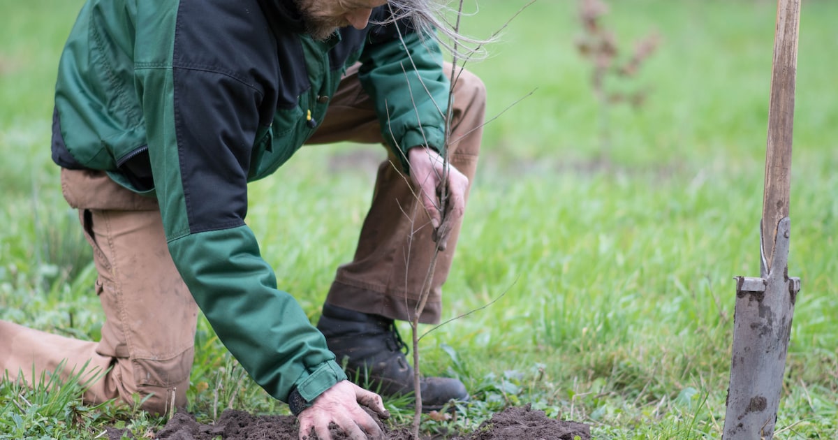 Gemeente gaat meer dan drie hectare nieuw bos creëren aan Achterlo ...