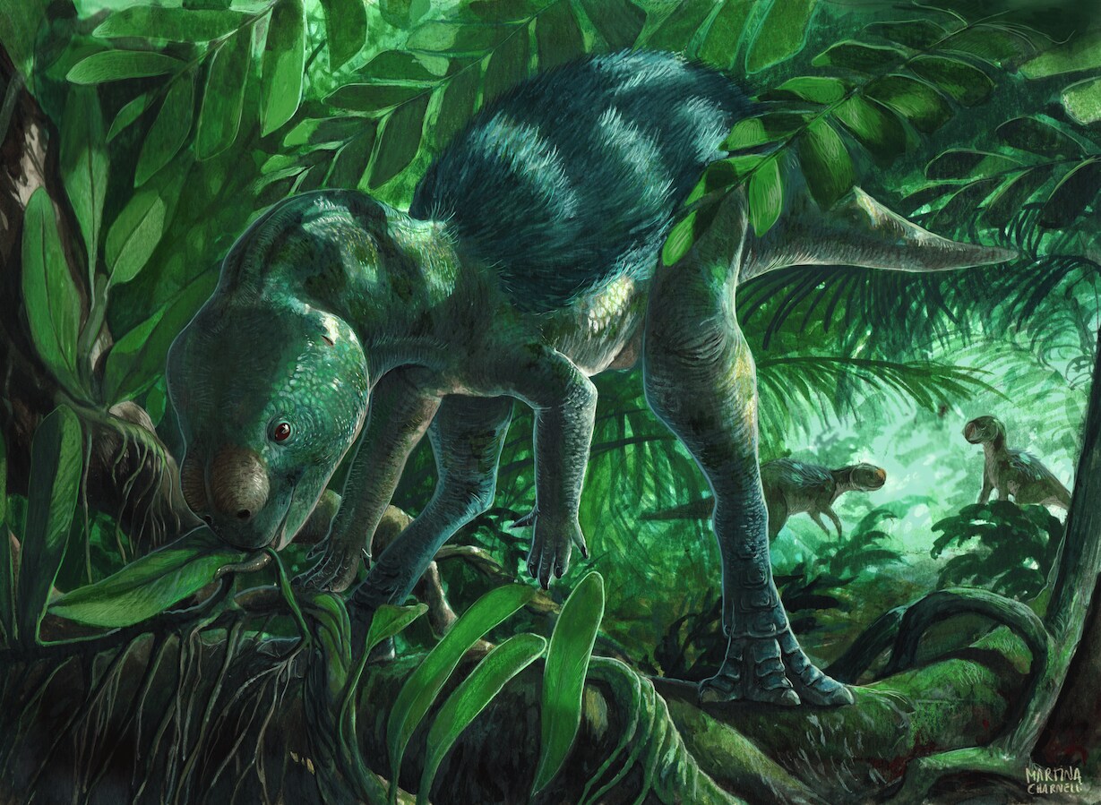 'Jurassic Park' in het echt: mini‑dino van amper halve meter ontdekt in ...