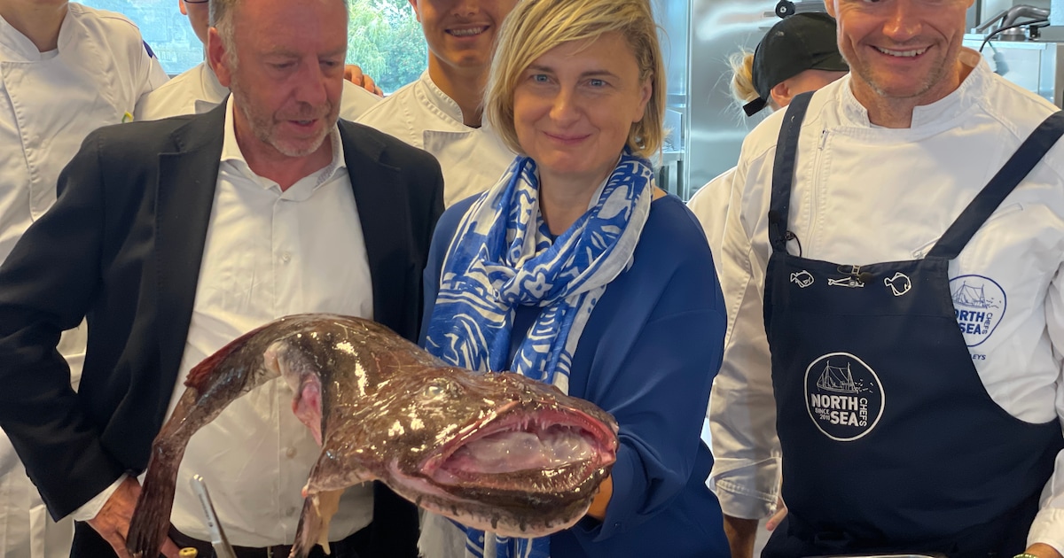“Gruwelijk lelijk, maar wel een topper in de keuken”: zeeduivel is ...