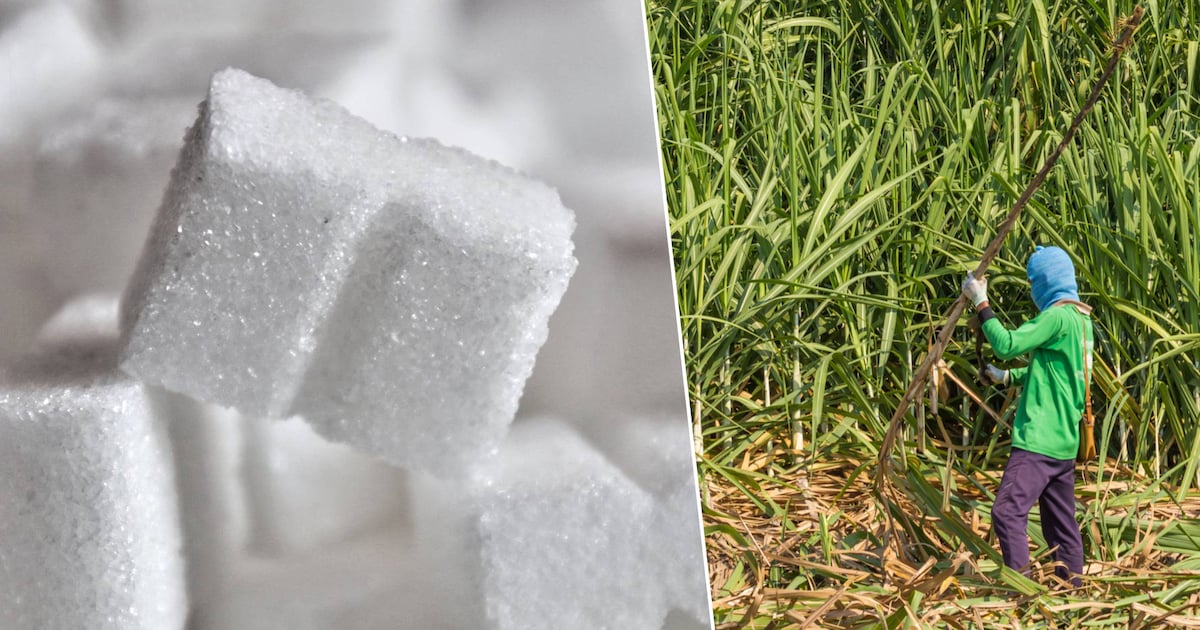 Prijs van witte suiker op hoogste stand in tien jaar | Buitenland | HLN.be