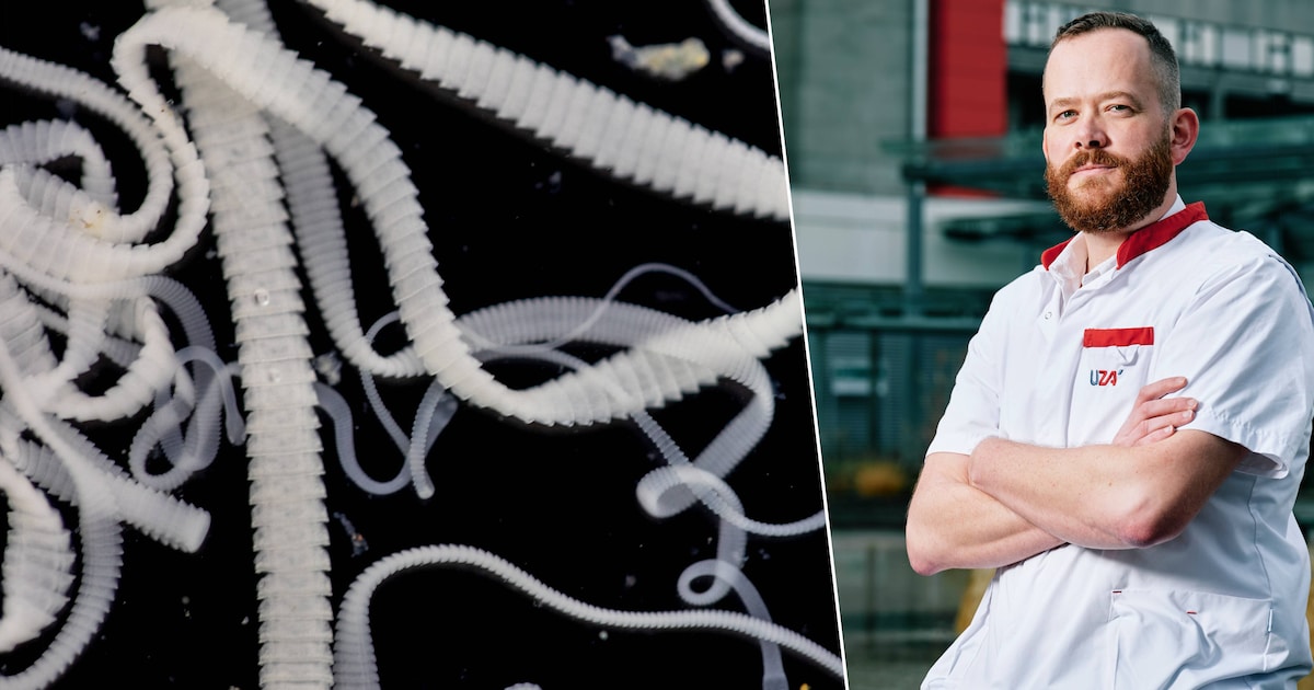 Vijf vragen over de varkenslintworm, nu mogelijk opnieuw zes kinderen ...