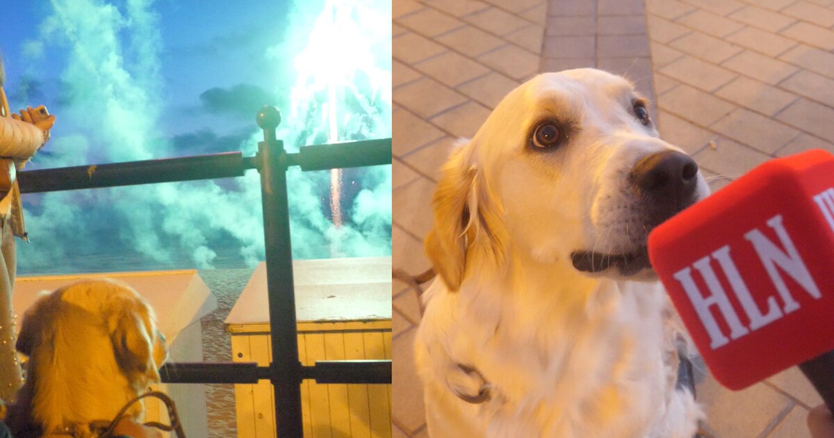 VIDEO. Diervriendelijk vuurwerk? Onze HLN-hond Fleur deed de test ...