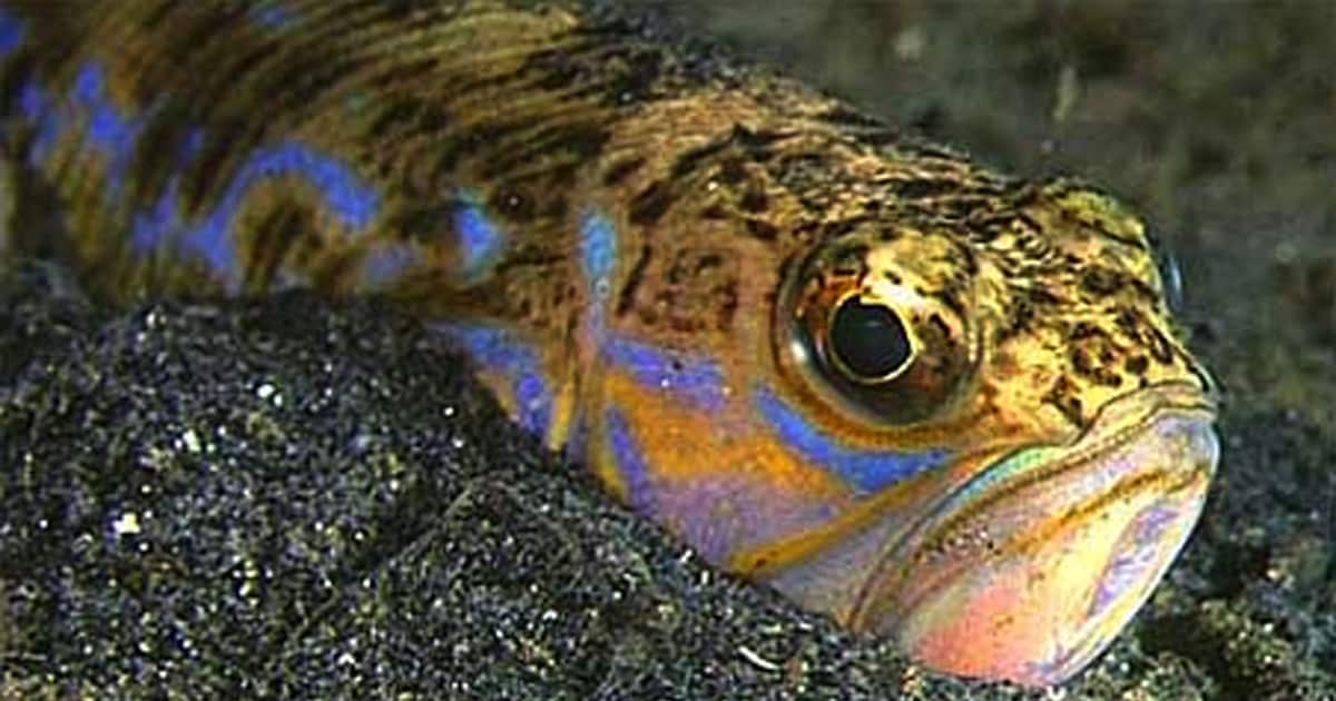 Steek van de pieterman? Warm voetbad brengt soelaas | De Panne | hln.be