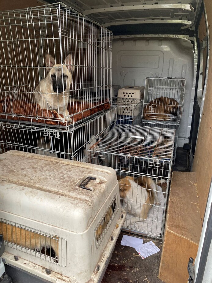 Na politiecontrole doen baasjes vrijwillig afstand van 13 honden, 6 ...