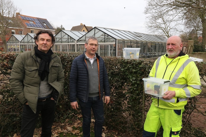 Gemeente Heuvelland vraagt inwoners uit te kijken naar Aziatische ...