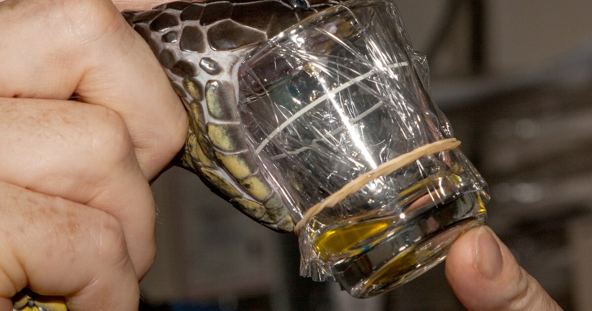 Slangen melken voor antiserum hoeft niet meer | De Krant | HLN.be