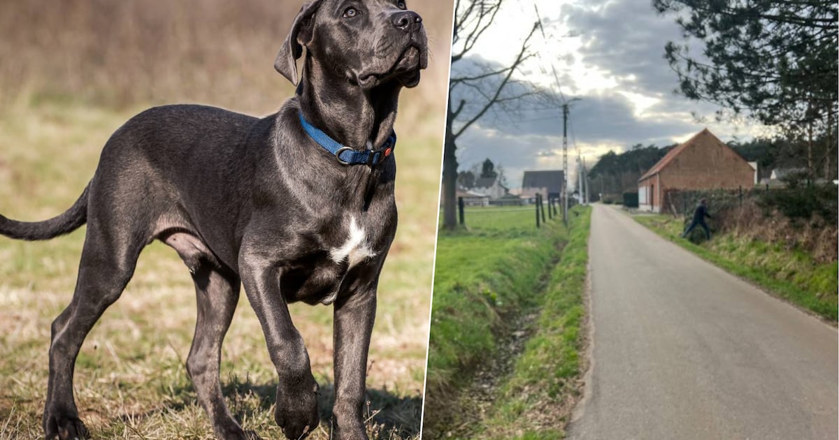 Had eigenaar van cane corso’s bijtincident in Begijnendijk kunnen ...