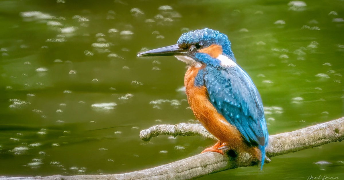 Zutendaal nodigt iedereen uit om de natuur creatief te verkennen ...