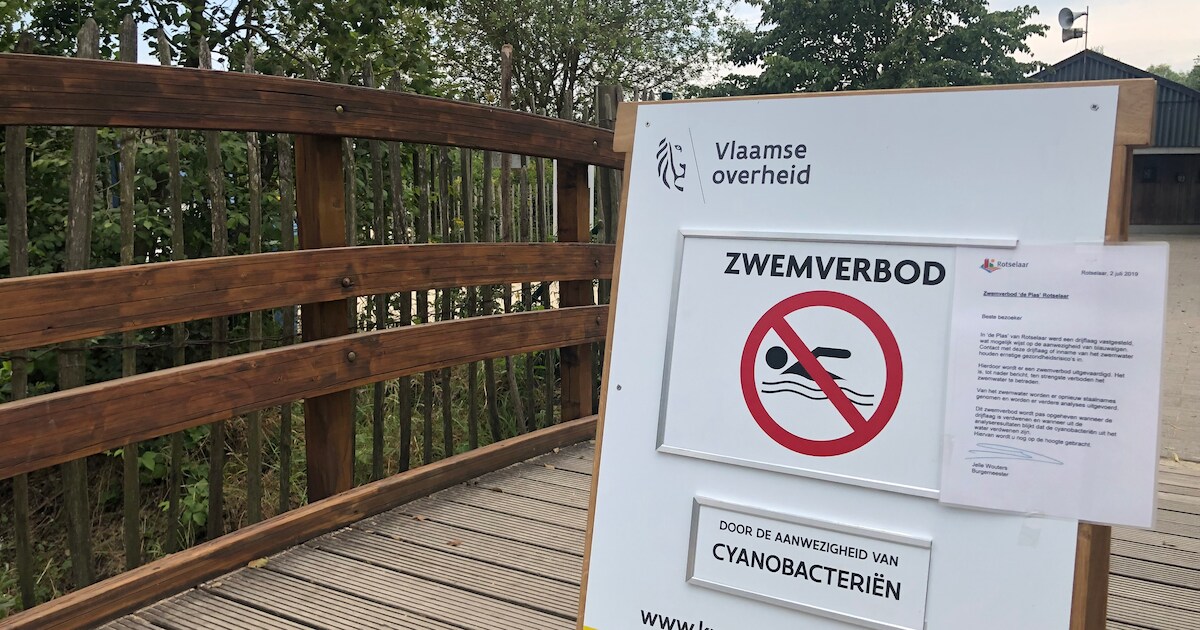 Nog altijd blauwalgen in zwemwater de Plas | Rotselaar | hln.be