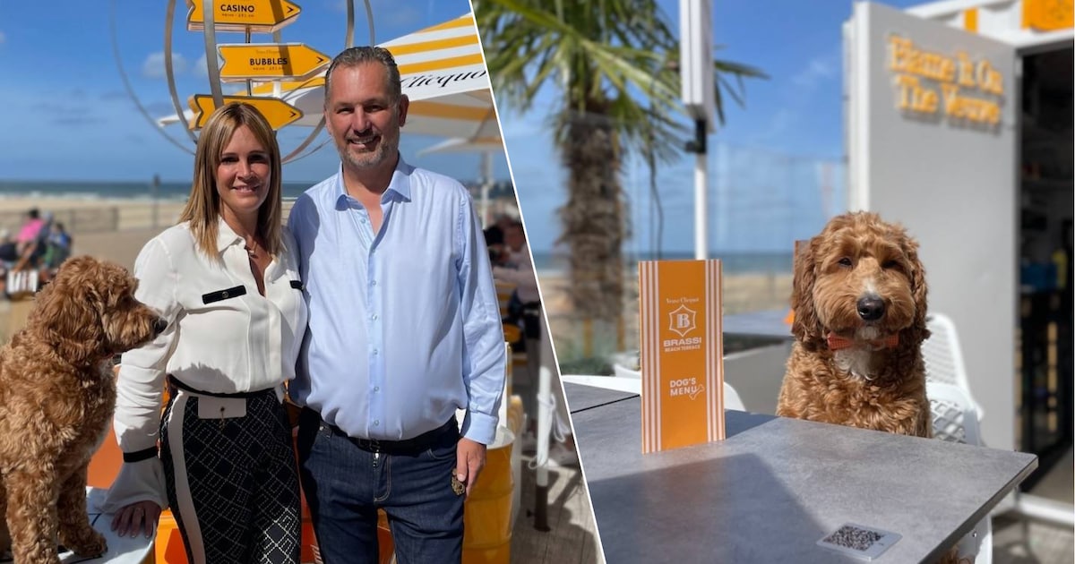 Ook de hond krijgt hier een menukaart: strandbar in Oostende serveert ...