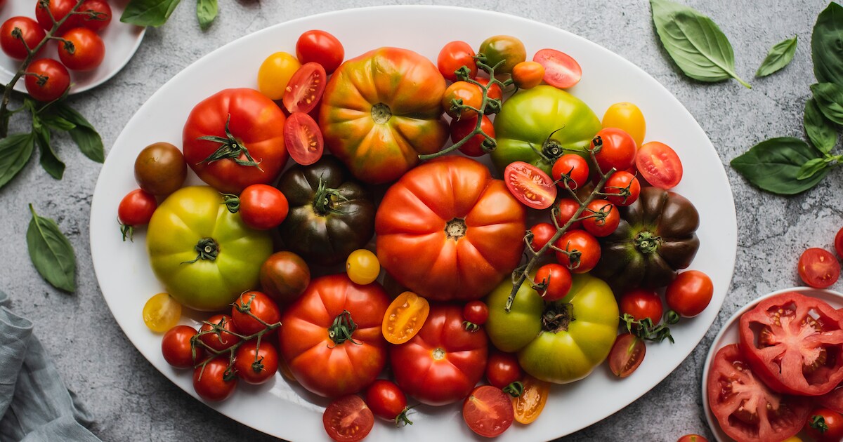 Lucrece Mattens deelt haar expertise om tomaten te telen tijdens ...