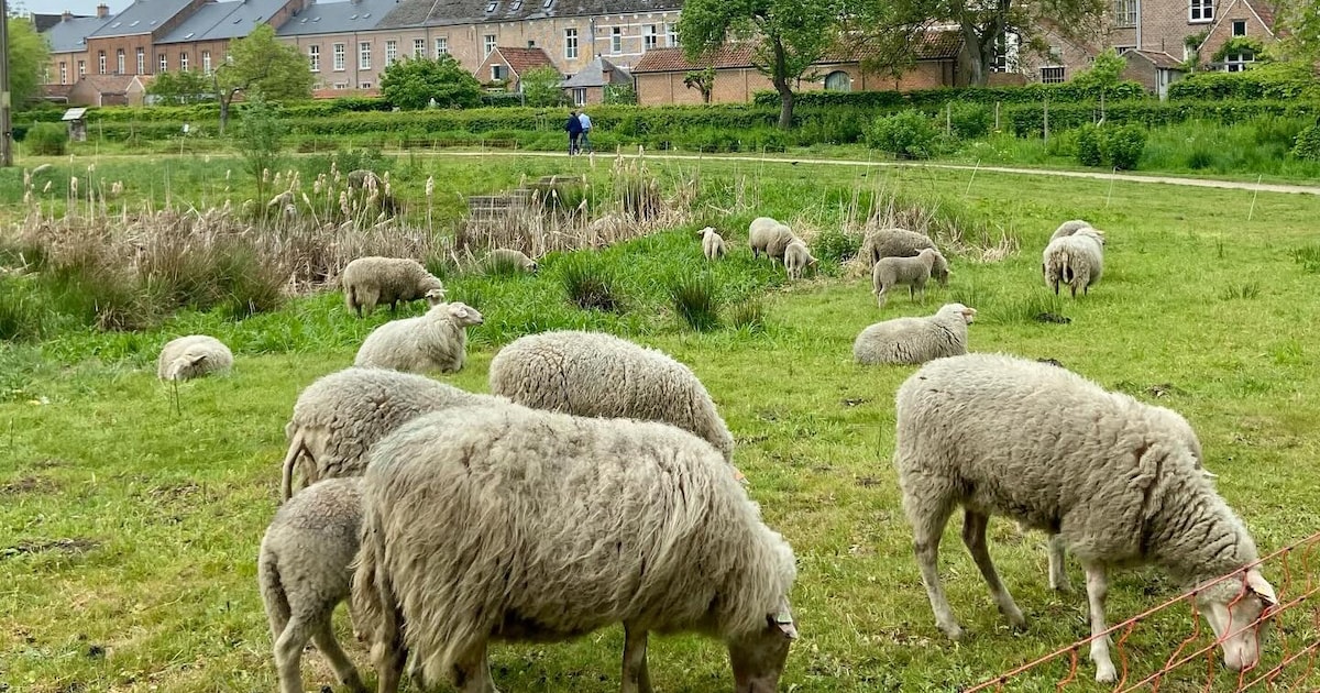 Schapen opnieuw aan het werk in Begijnhofpark Herentals | Regio | HLN.be