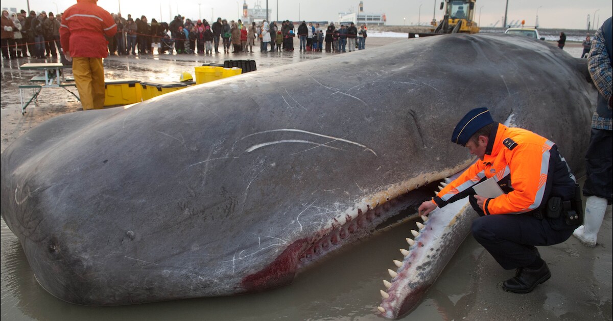 Koksijde wil beroemde potvis Valentijn reconstrueren | Dieren | hln.be
