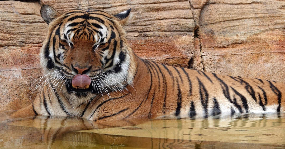 Tijgertrainer Ryan Easley sterft bij fatale aanval door eigen tijger ...