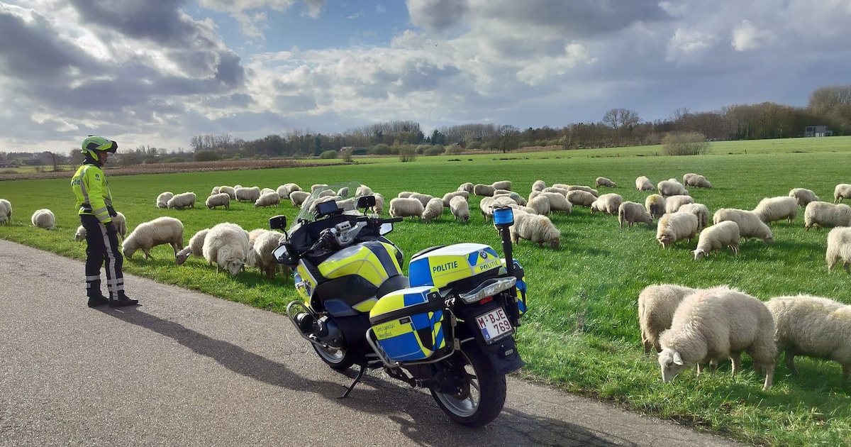 Lokale politie wordt opgeroepen... om een kudde schapen te hoeden ...