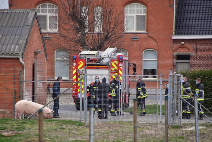 Brandweer haalt 15-tal varkens uit beerput, nadat stalvloer het begeeft | Pittem | hln.be