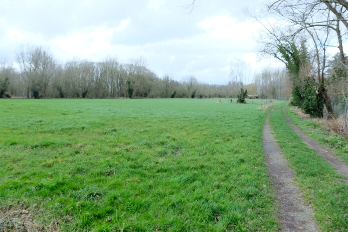 Opnieuw hond vergiftigd door dierenbeul: “In die buurt verdwijnen ook ...