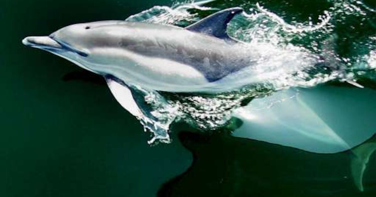 Dolfijn gebruikt flippers net als vleugels van straaljager | Dieren ...