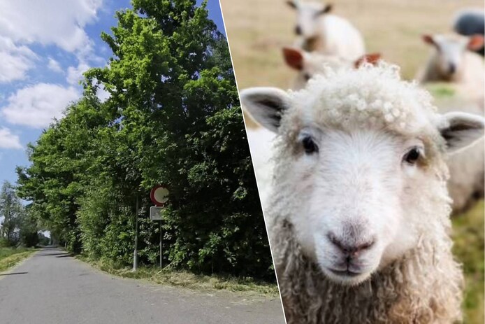 Politie vangt uitgebroken schaap in Sint-Niklaas: dier veilig terug op ...