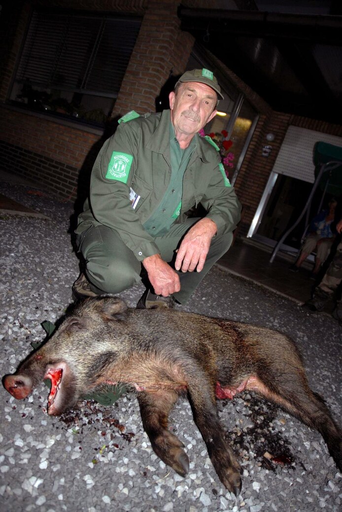 Jacht op everzwijn geopend nadat dier tuin van Paula (85) omwoelt ...