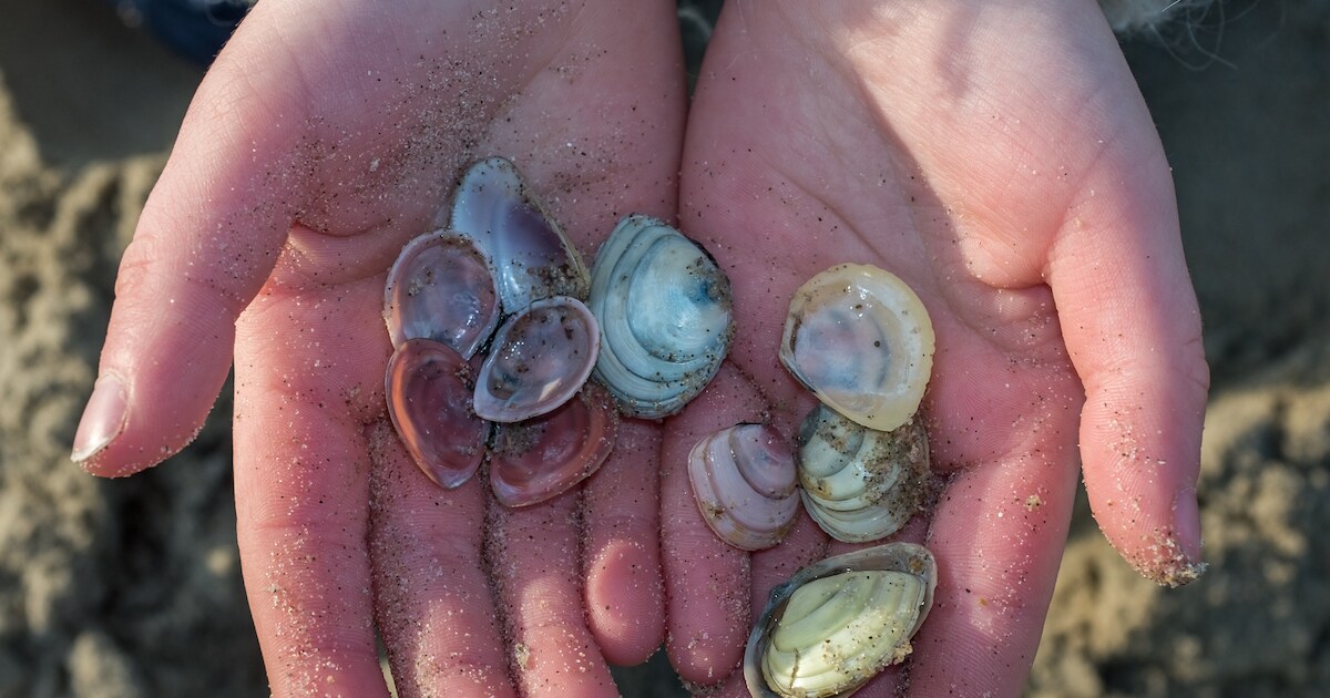 Kom mee schelpen tellen in De Panne op de Grote Schelpenteldag | De ...
