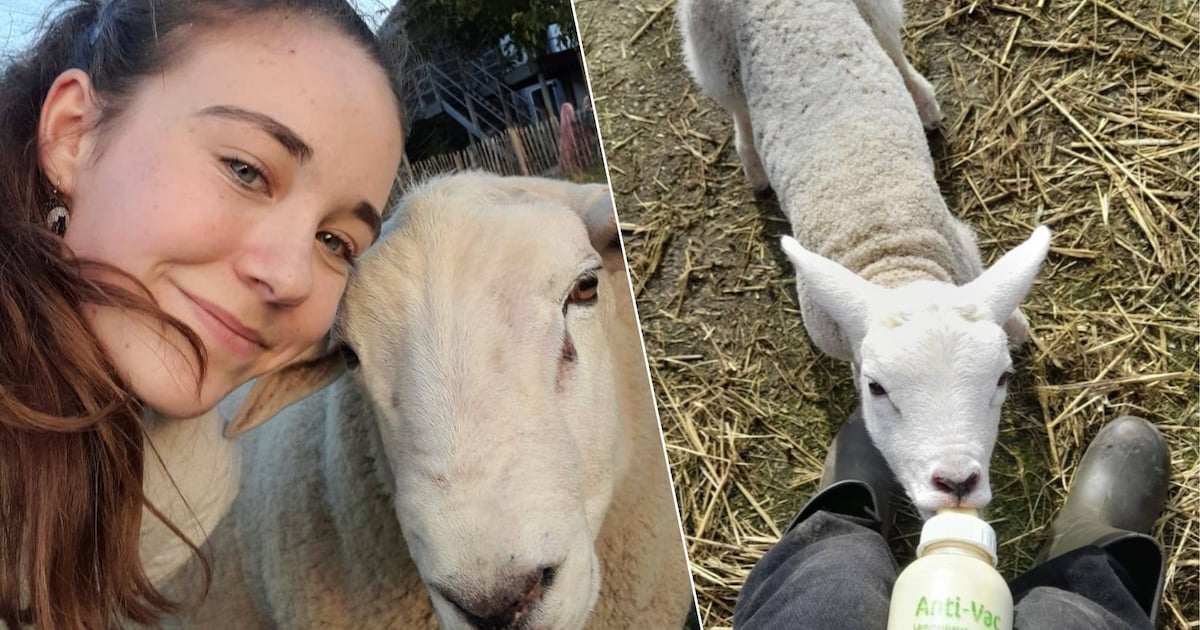 Twee waardevolle schapen gestolen uit weide in Bornem: “Thomas werd met ...