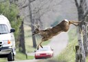 Pas op, een zwijn! Navigatie op Westparallel waarschuwt automobilist ...