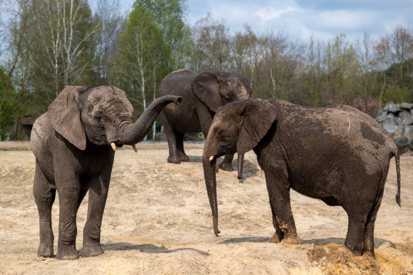 Drie olifanten tegelijk zwanger in Beekse Bergen: ‘Yambo is een echte ...