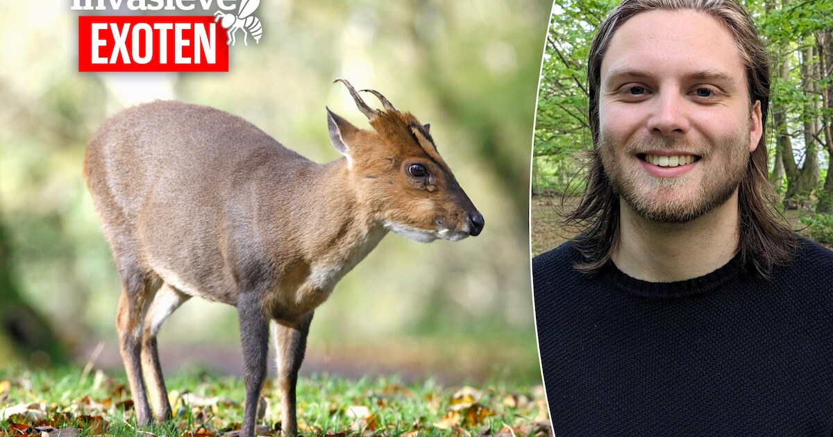 “Gehouden voor de sier, losgelaten voor de jacht”: bioloog vertelt je ...