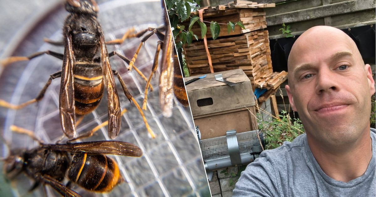 Imker waarschuwt voor Aziatische hoornaar: “Mijn bijen worden opgegeten ...