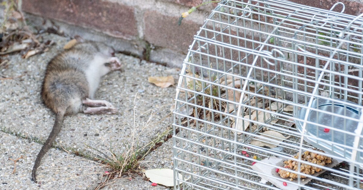 Omwonenden halen opgelucht adem: einde van overlast ratten is in zicht ...