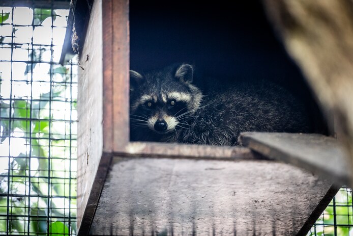 Natuurhulpcentrum Oudsbergen vindt schadelijke parasiet die ...