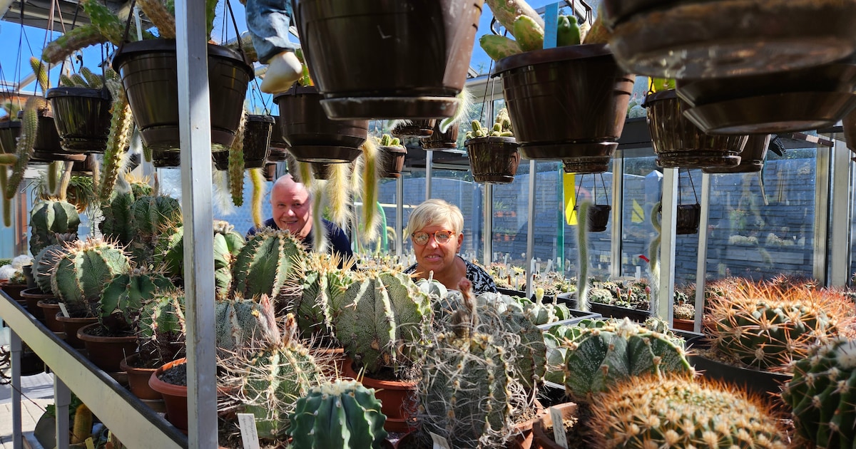 1.000 cactussen van Sabine & Dirk getoond aan publiek: van piepkleine ...