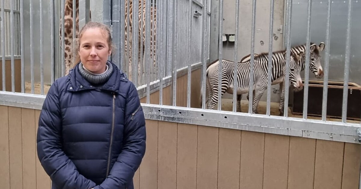 Voor het eerst grévyzebra’s te bewonderen in Bellewaerde: “De ...