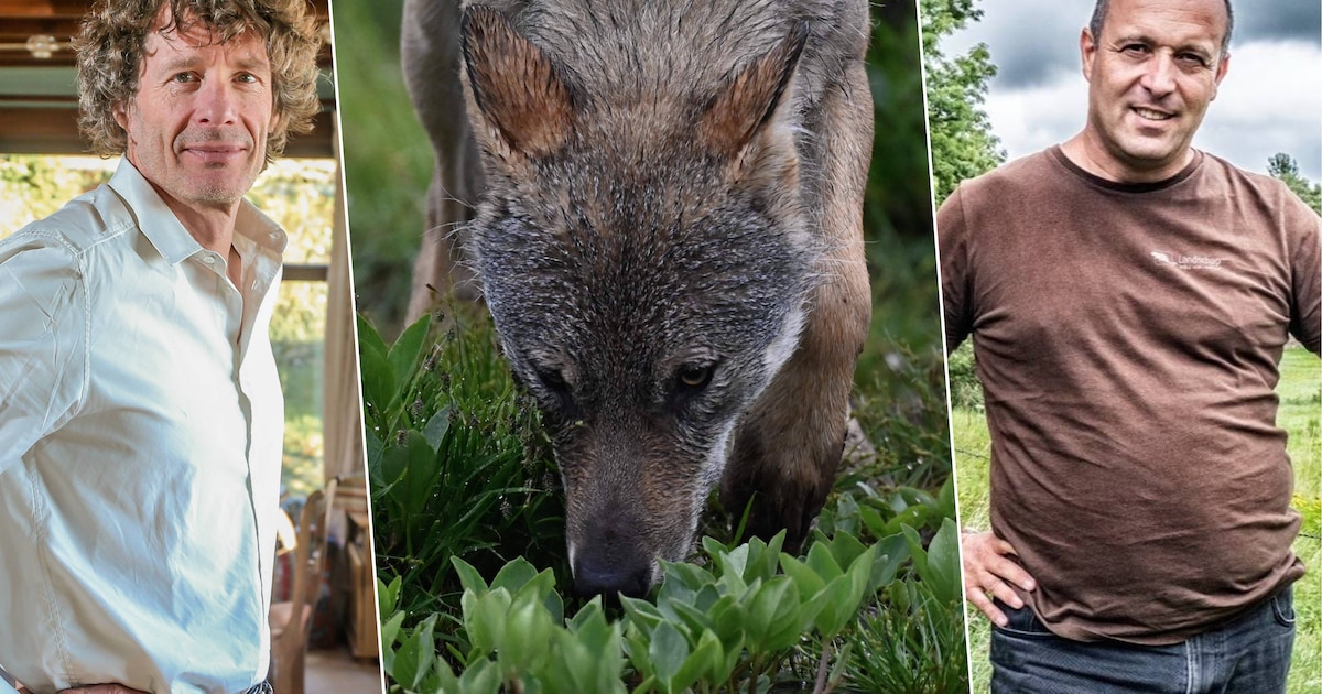 INTERVIEW. Wolvenexperts Dirk Draulans en Jan Loos na doodgeschoten ...