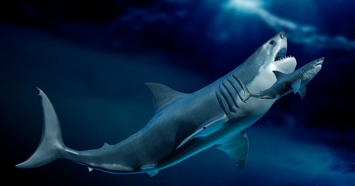 Megalodon, de grootste haai ooit, blijkt nog groter te zijn in studie ...
