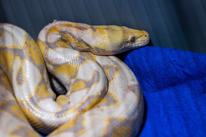 Netpython ‘Josephine’ nachtje opgevangen in... politiecel | Oudsbergen ...