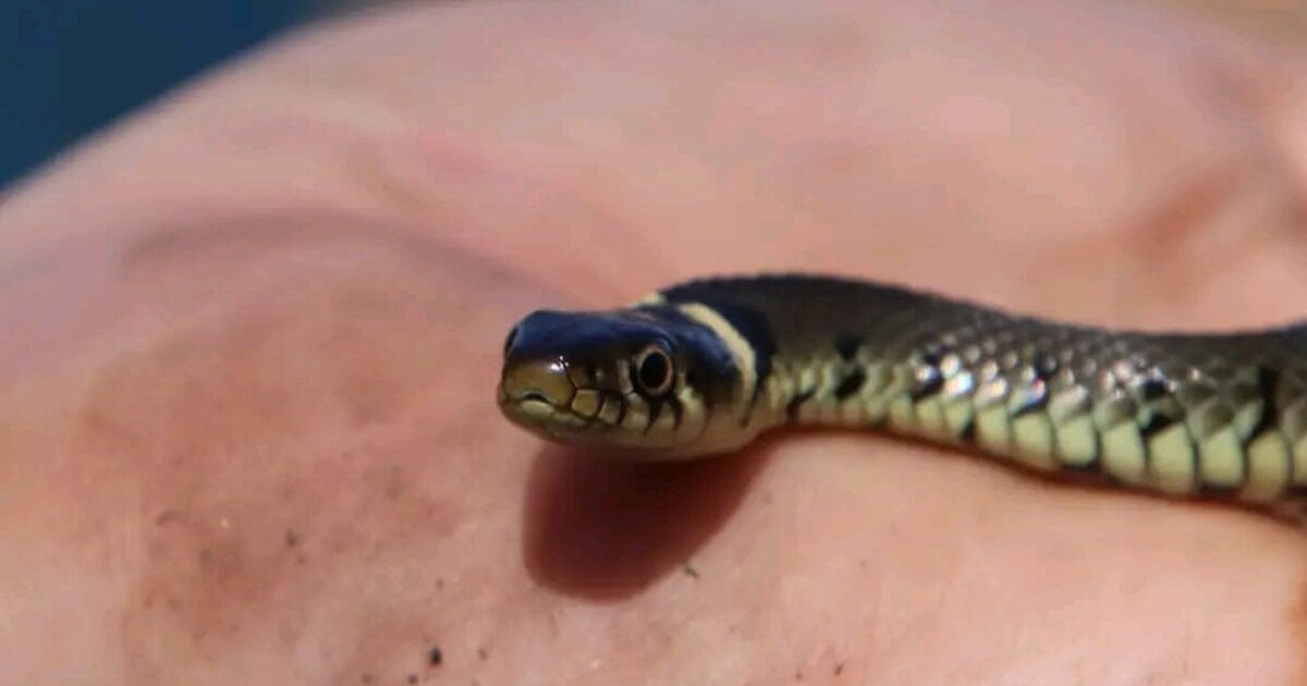 “Fantastisch nieuws!”: Natuurpunters treffen juveniele ringslang aan in ...