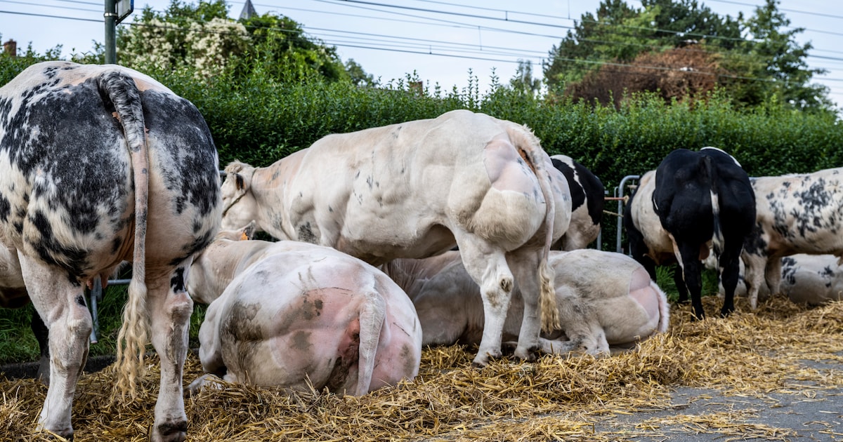 Schoonaarde viert feest en daar horen ook extra verkeersmaatregelen bij ...