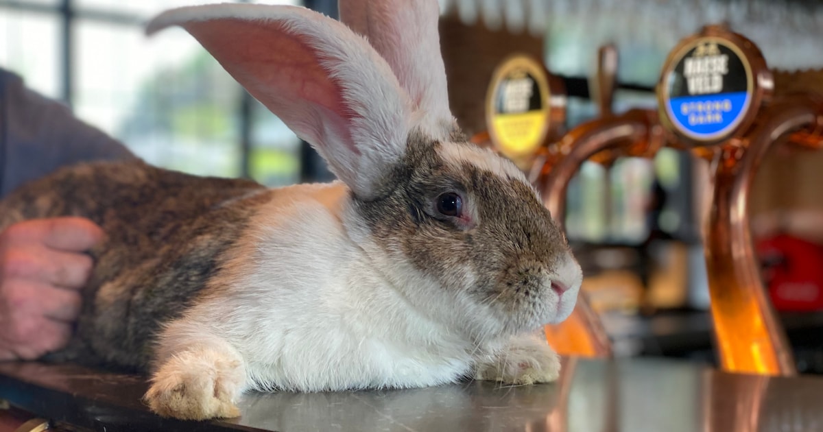 Nieuwe brouwerij en bierhuis Haeseveld krijgt mascotte: Strong het ...