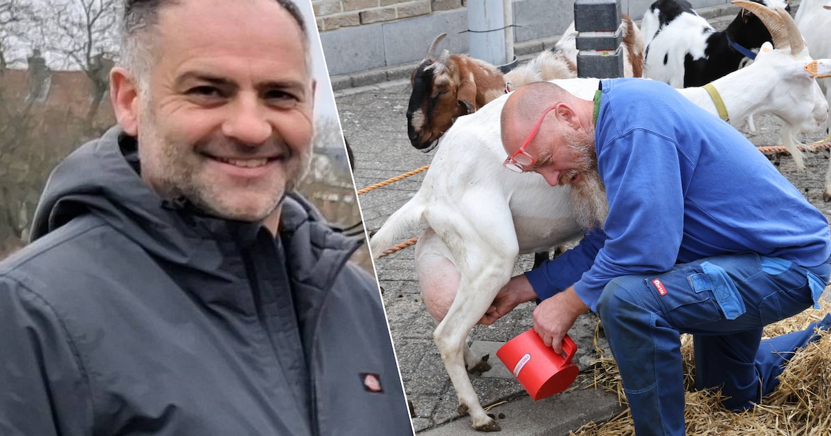 Straks geen dieren meer op Mortselse jaarmarkt? “Je kan je afvragen of ...