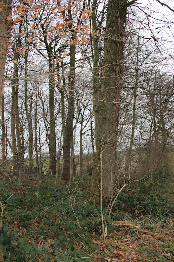 Beuken en eiken in natuurgebiedje zijn zwaar beschadigd: “Bewerkt met ...