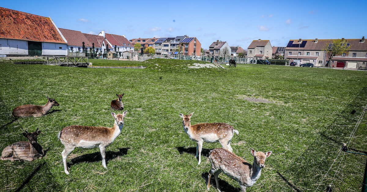 Bredene maakt plan op voor Vicognewijk, met daarin ook regels rond ...