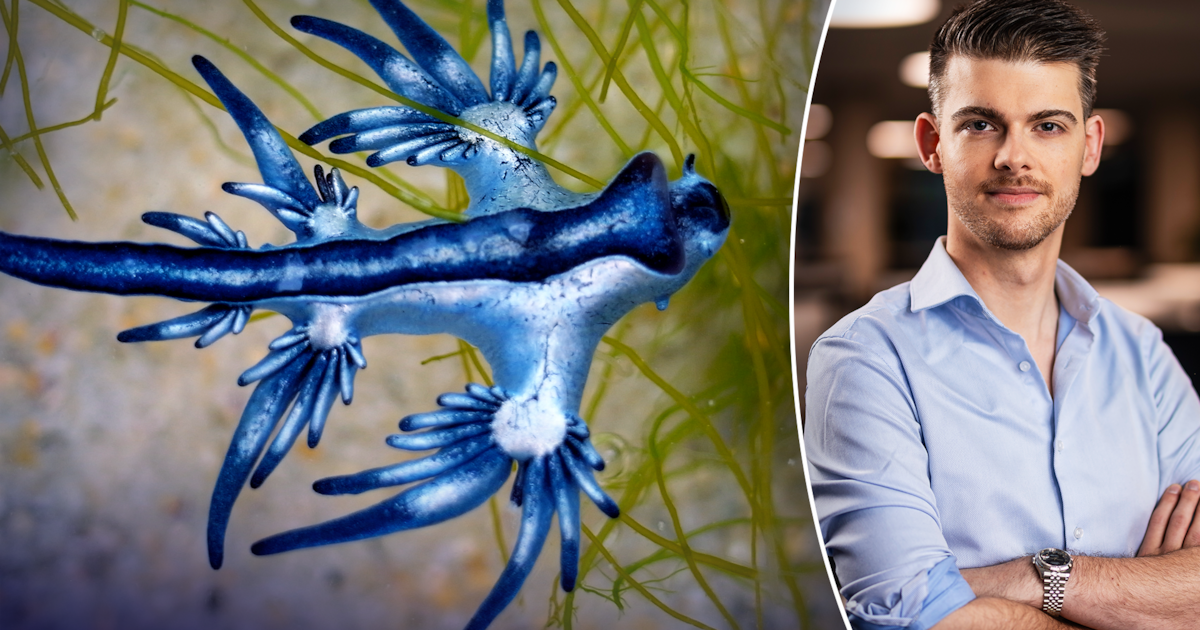 Spaans strand afgesloten voor ‘blauwe draken’: hoe gevaarlijk is dit ...