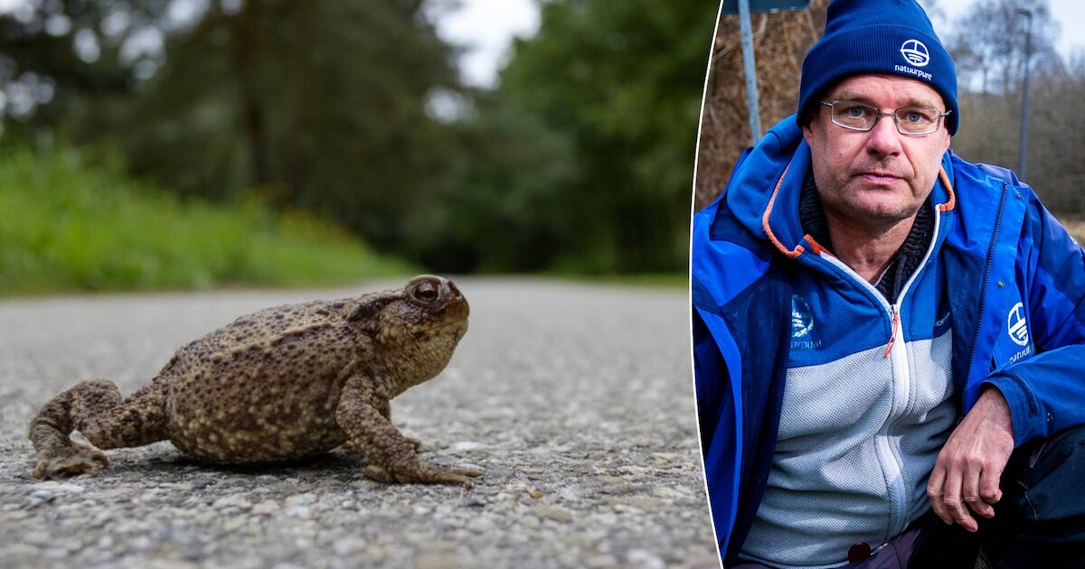 Tot 80% minder padden in Vlaanderen. Hoe komt dat? En is dat eigenlijk ...