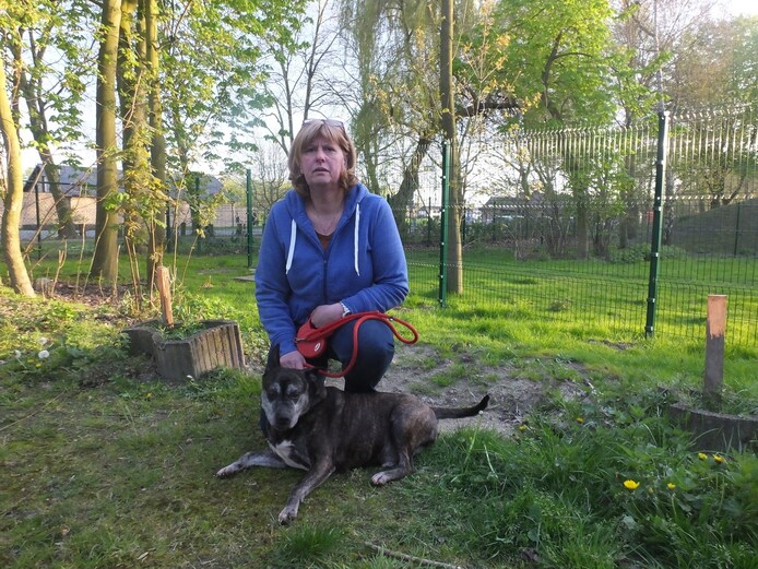 Hondenopvang staat op de helling | Deinze | hln.be