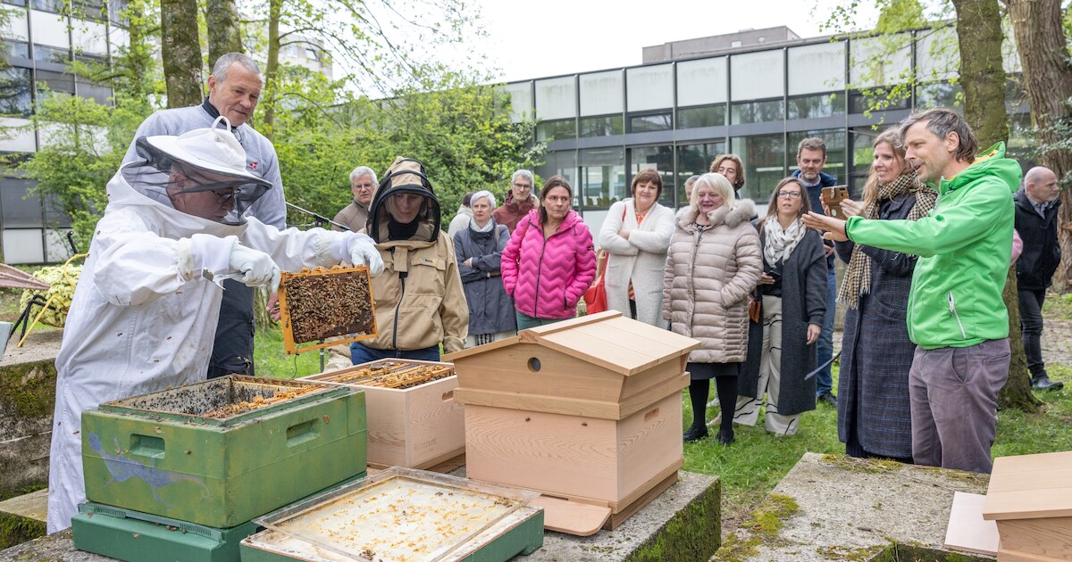 Bijtjes uit Kortrijk krijgen nieuwe stek in Gent | Gent | HLN.be