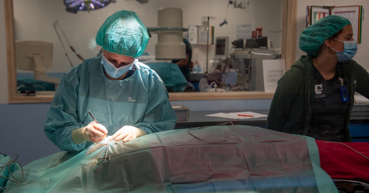 Exclusieve blik achter de schermen bij AniCura Dierenartsencentrum ...